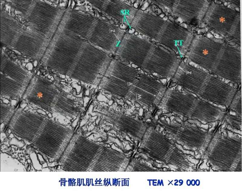 易科学-生物透射电镜TEM--动物植物微生物及致病菌（武汉委托测试）_仪器共享_易科学