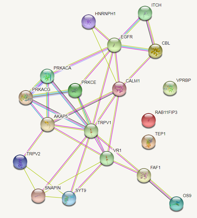 易科学-免疫共沉淀COIP实验技术服务 - 服务详情